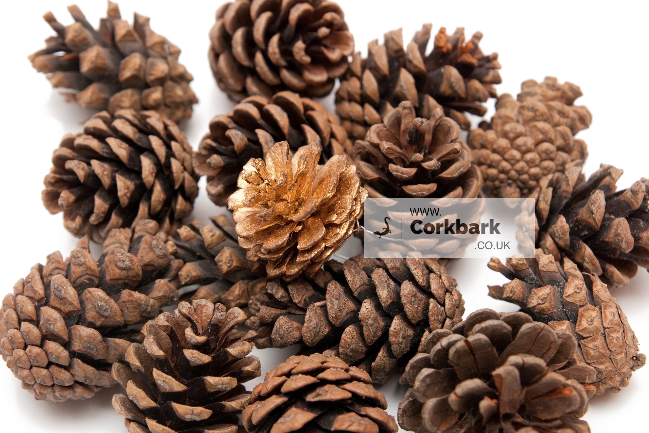 Where To Order Pine Cones